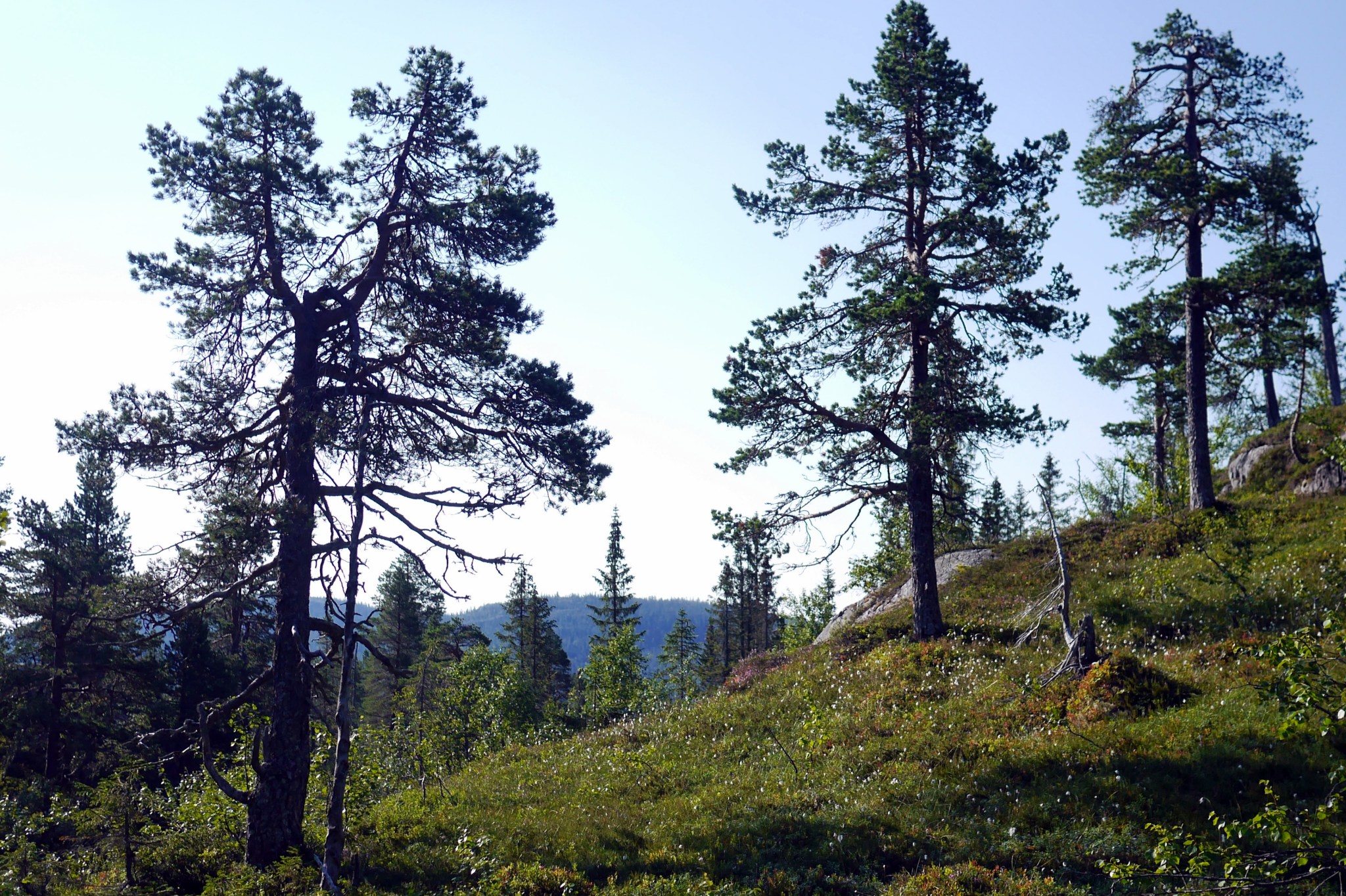 Trillemarka – Buskerud Midtfylke